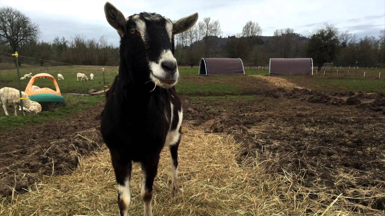 Gamboling Goats Audio Slideshow - YouTube