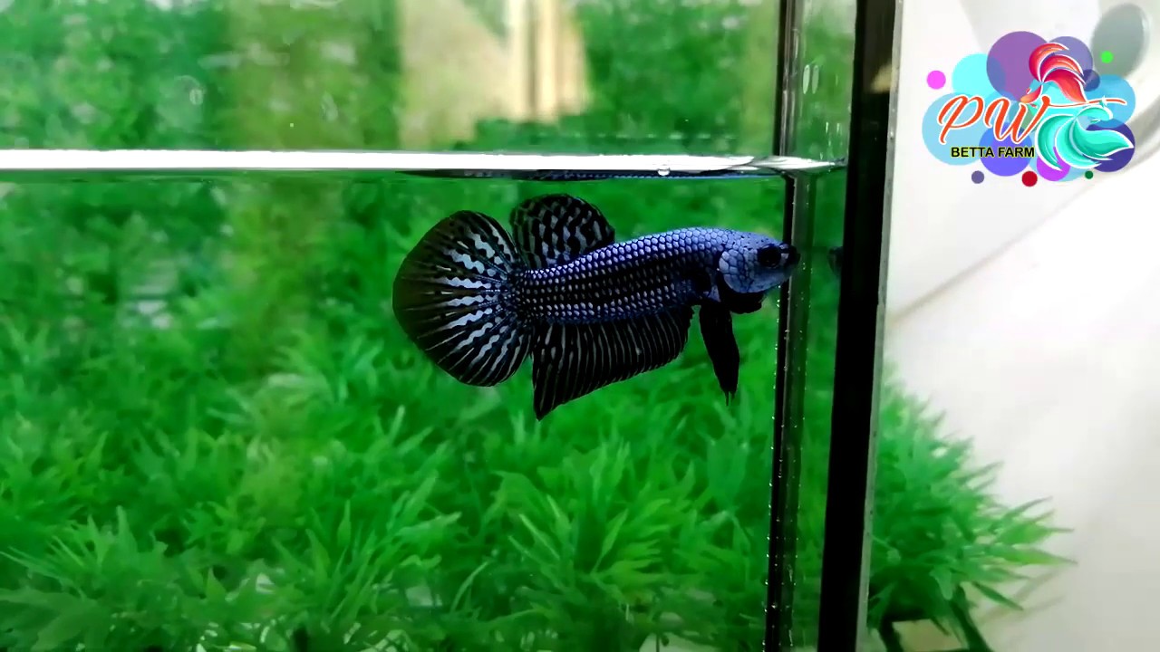 LIVE BETTA FISH BLACK GRAY METALLIC WILD TYPE HYBRID ALIEN I PW BETTA ...