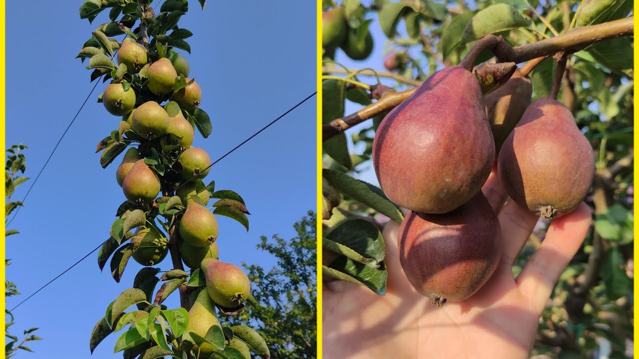 20 de soiuri de pere la prezentare 🍐😋 - YouTube
