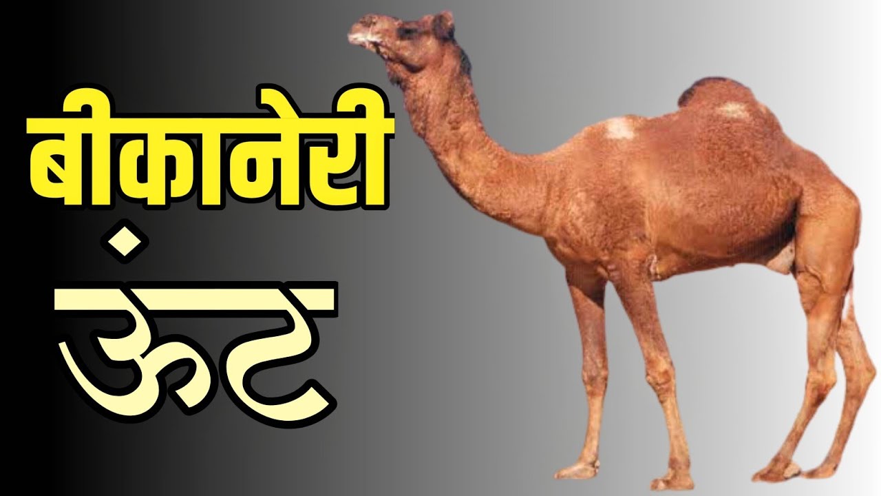 Bikaneri camel || camel breed - YouTube