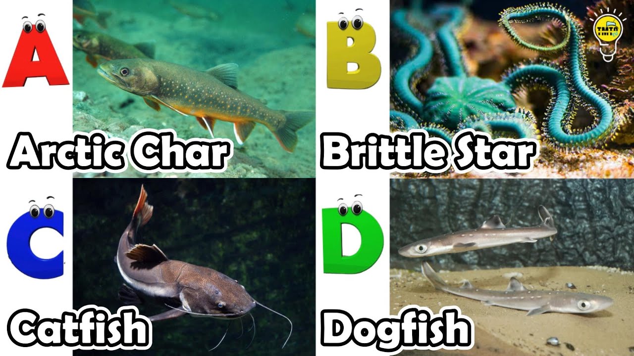 Cute ocean animals | ABC phonics animals | ABC Sea Animals song ...