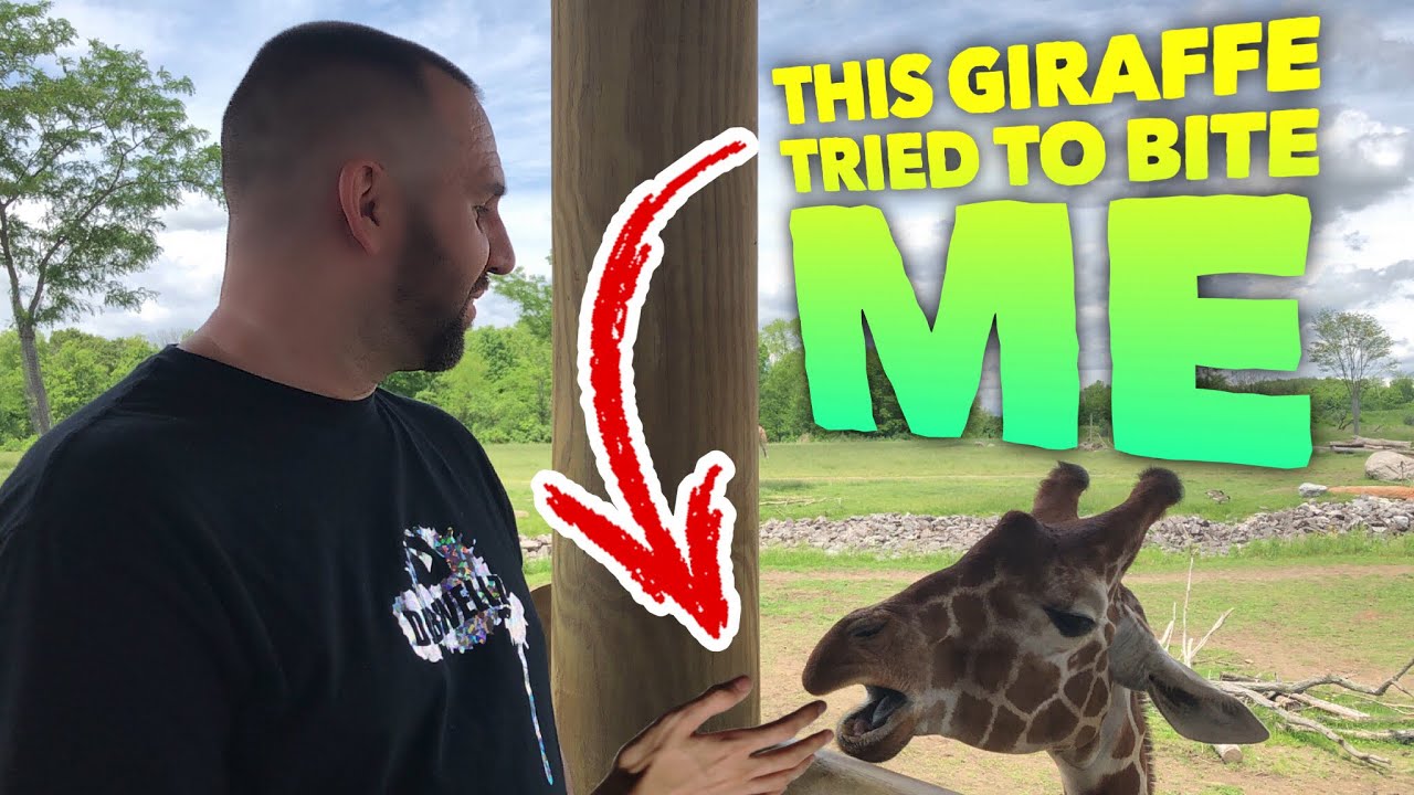 Giraffe tried to bite me - YouTube