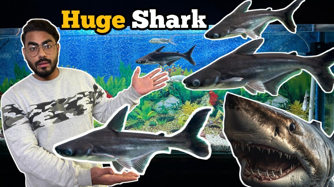 Huge Shark in fish tank 🐟🐟| My fish pond is finally free from diseases ...
