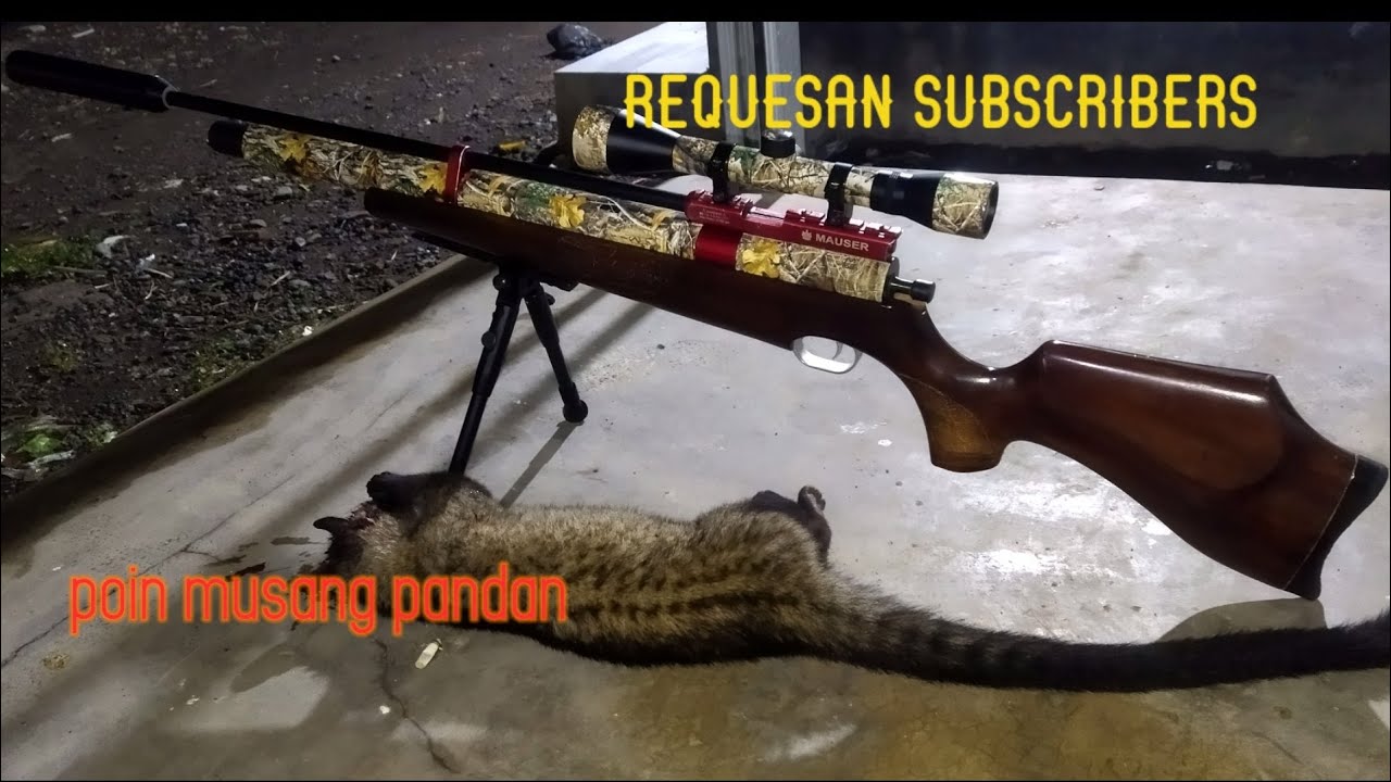 hunting musang malam lagi.. sesuai requesan subscriber... - YouTube