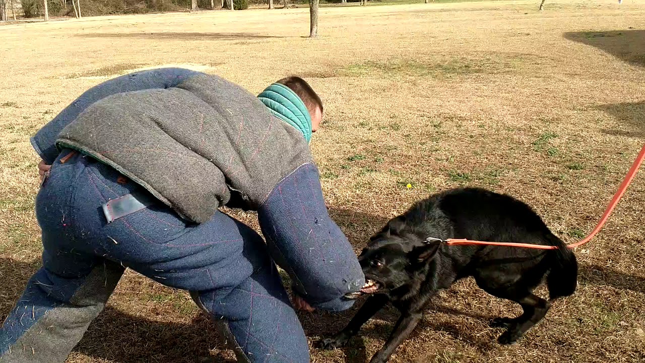 Cujo Bite Aron 3 - YouTube