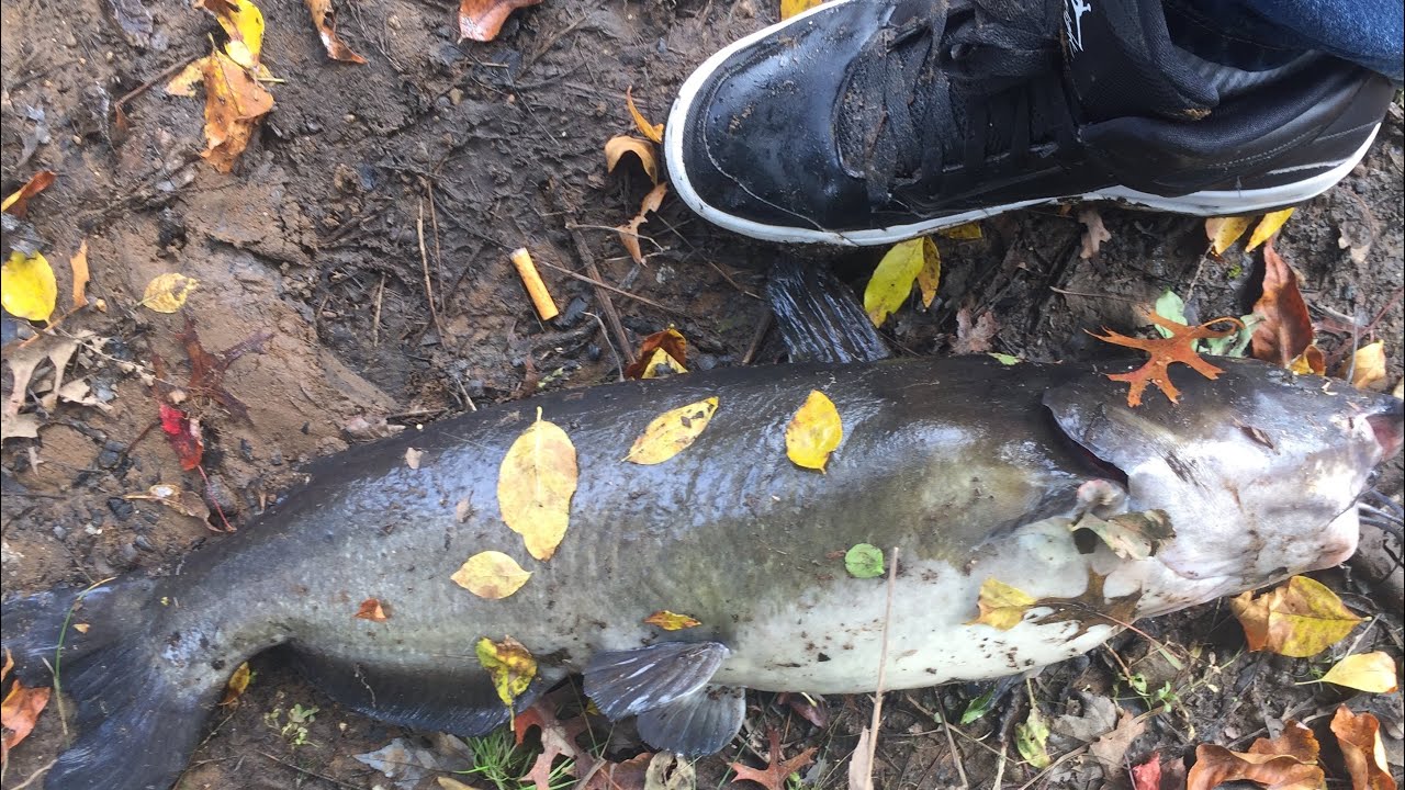 Fishers Global:30 inch catfish!! 15-20 lb.!! - YouTube