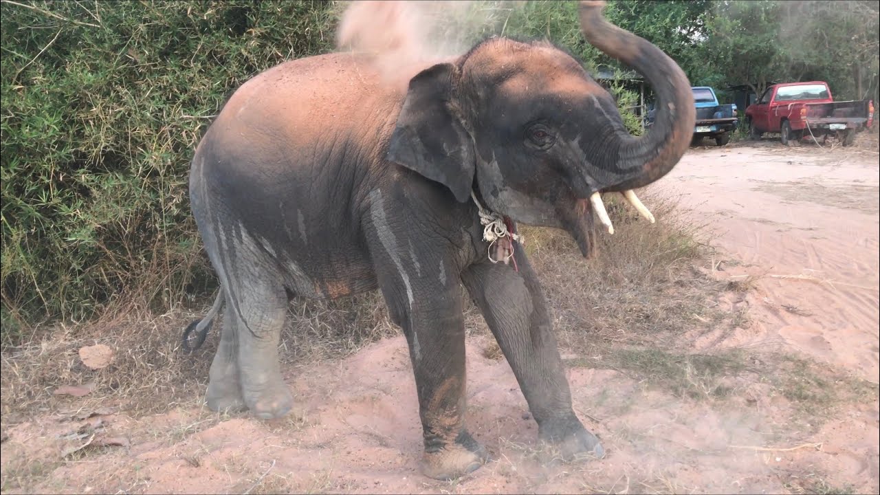 ให้ทายว่าบัวบานกำลังทำอะไร…… Are you doing bua ban elephant *-* - YouTube