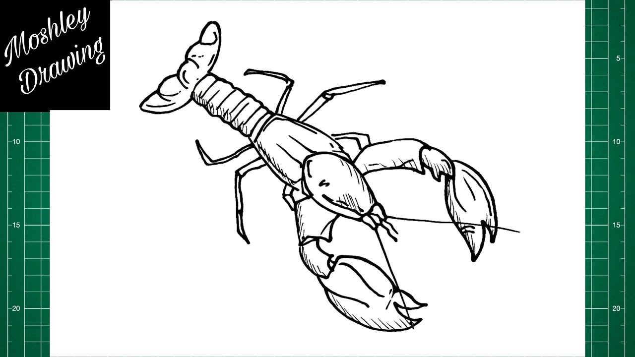 How to Draw an Australian Yabby - YouTube
