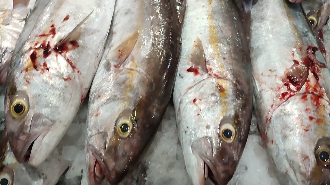 fish rates update latest fish price update karachi fisherie - YouTube