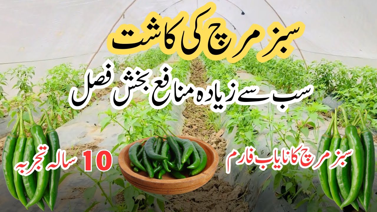Sabz mirch kasht || Hybrid mirch ki kasht || sabz mirch ki kasht in ...