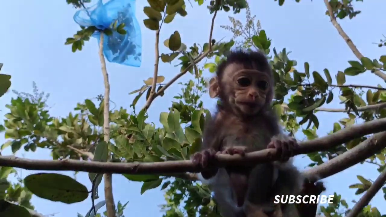 Monkey Momo play around and climb on the tree - YouTube