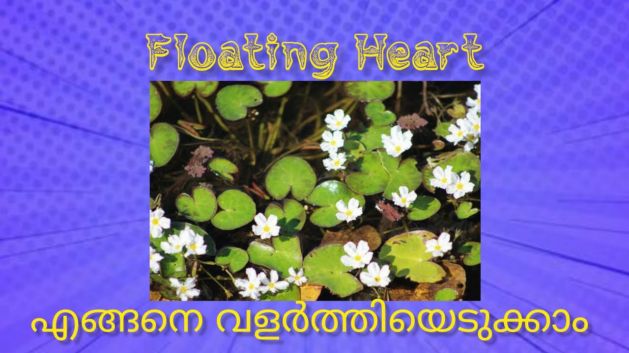 Floating Heart plant Propagation & Care in Malayalam |#floating # ...