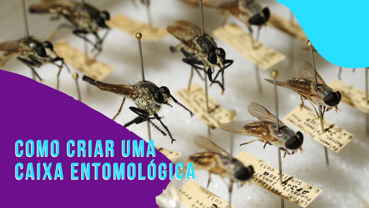 Proj. Ensino: a caixa entomológica - YouTube