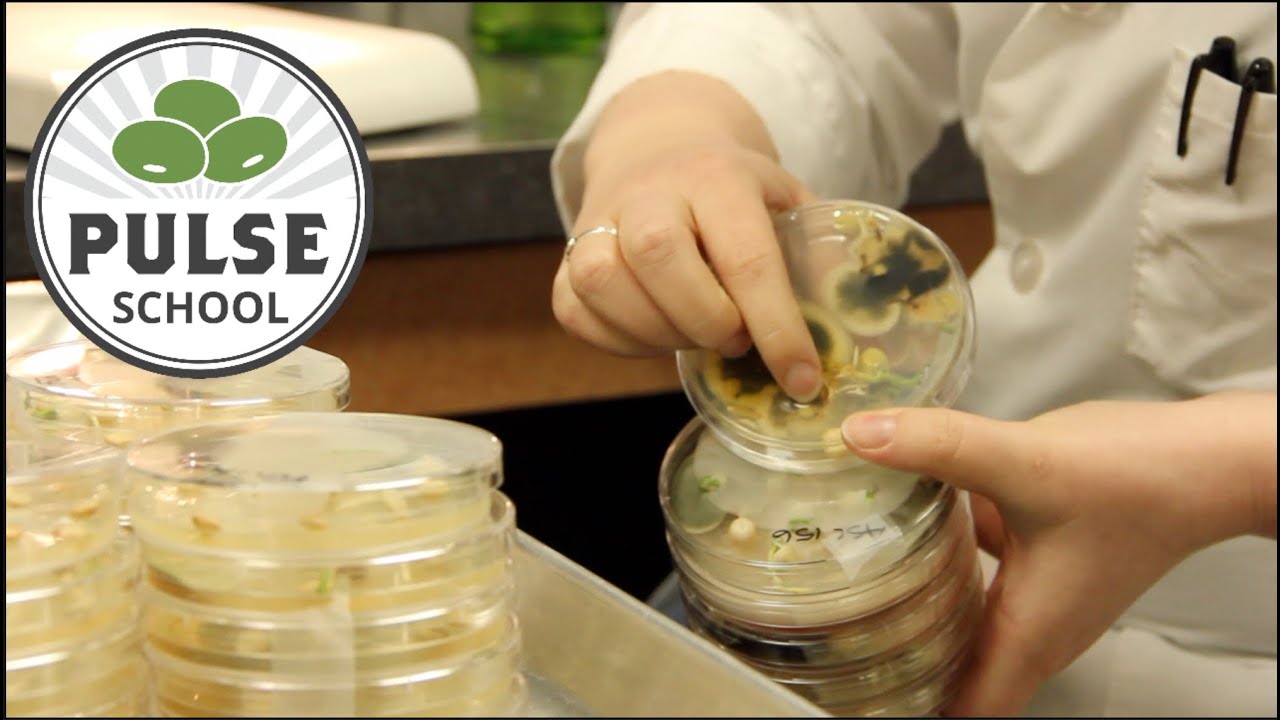 Pulse School: New round of research focused on fighting aphanomyces - YouTube