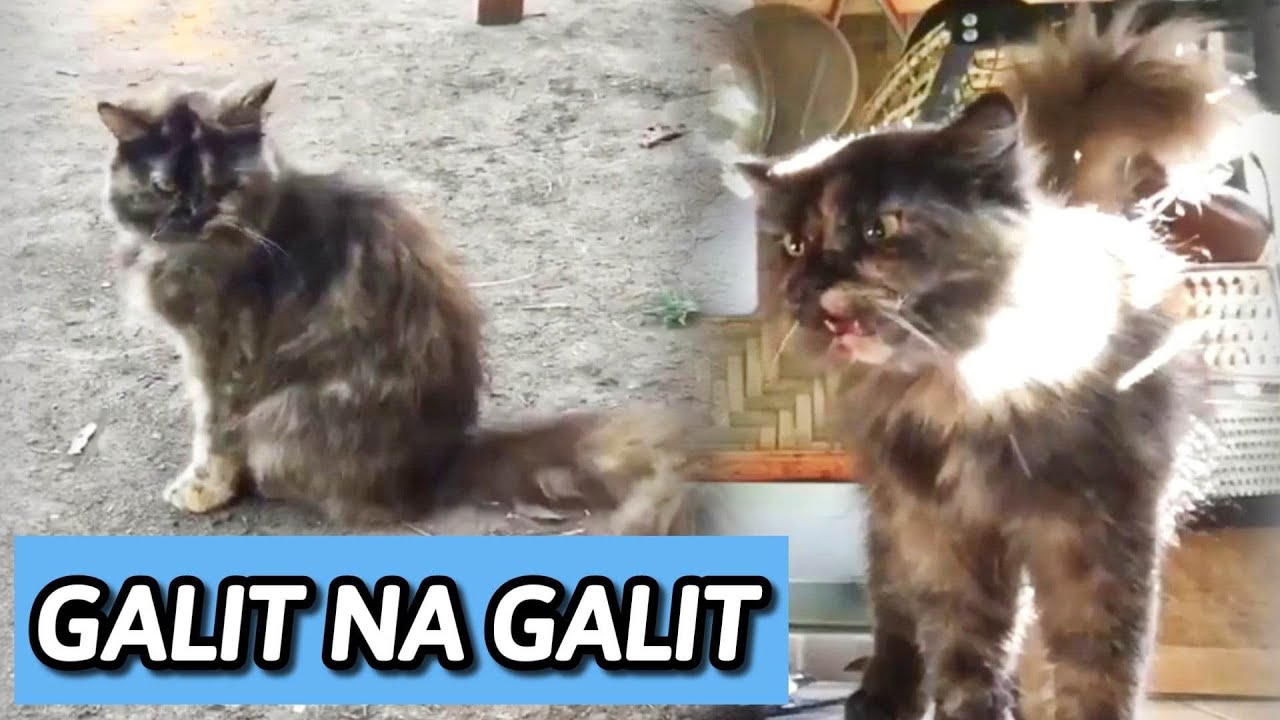 Galit na galit si Mumay, gutom na gutom - YouTube