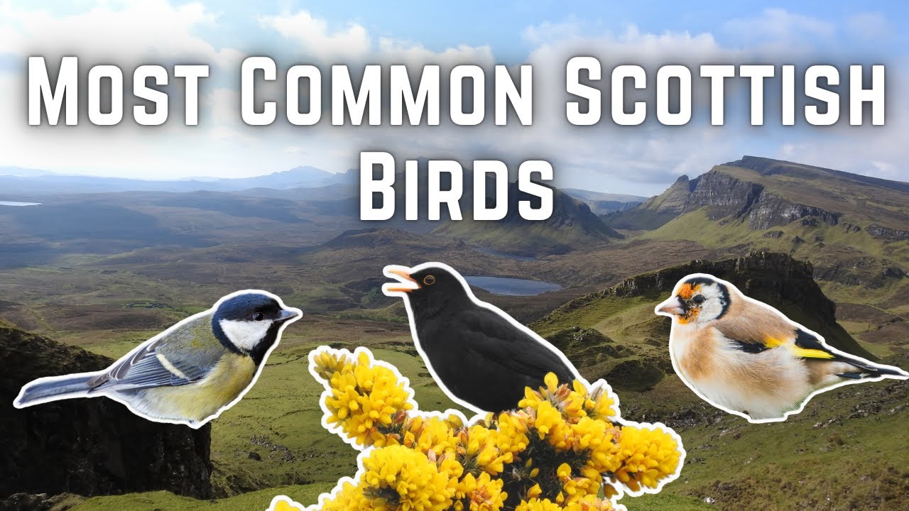 Common Birds in Scotland - 11 Wonderful Scottish Birds To Watch - YouTube