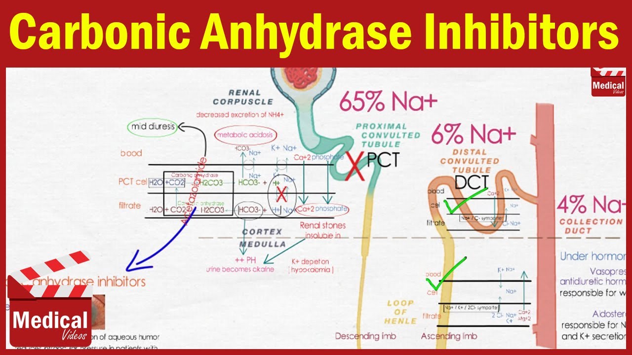Pharmacology [CVS] 7- Diuretics [ Carbonic anhydrase inhibitors - Loop ...