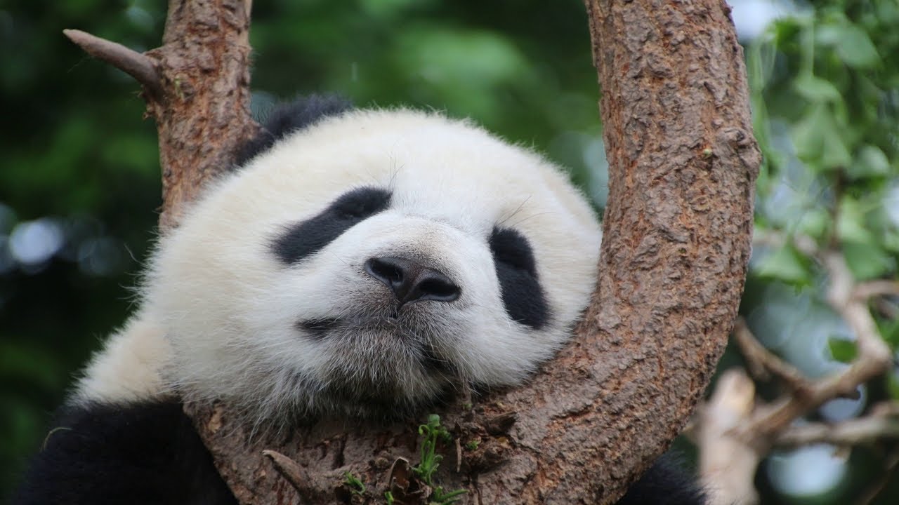 Animals, Panda, monkey, sloth, birds with relaxing piano music for ...
