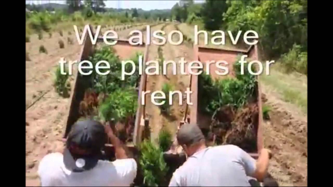 BBV Start Your Own Evergreen Tree Farm - YouTube