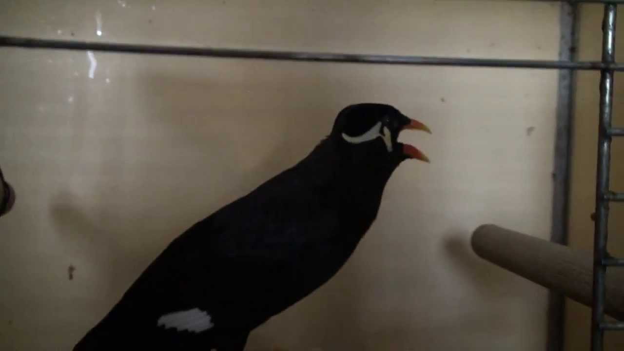 beo der sprechende Vogel - YouTube