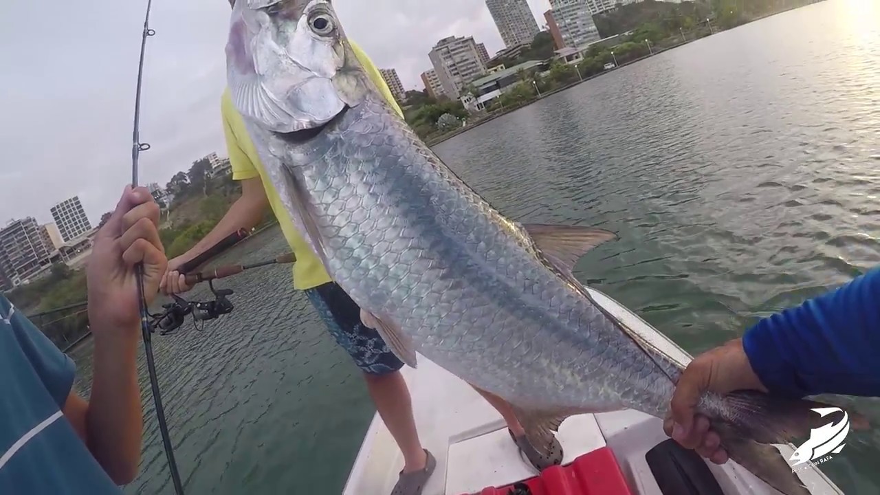PESCA DEL SÁBALO (Tarpon Fishing) - YouTube