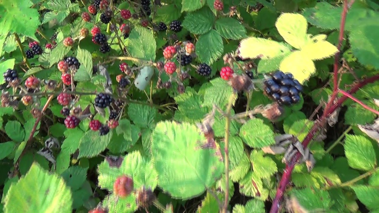 Dortmund: Wilde Brombeeren in Berghofen an der Kneebuschstraße - YouTube