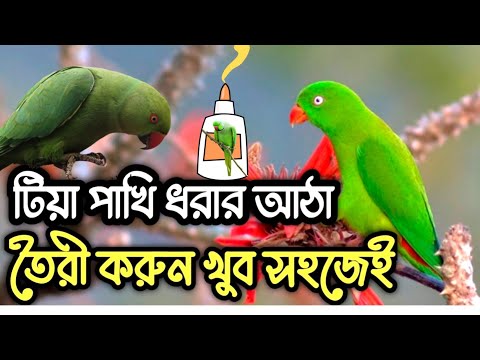 কিভাবে টিয়া পাখি ধরার জন্য আঠা তৈরী করতে হয় | How to make glue for catching Parrot Bird