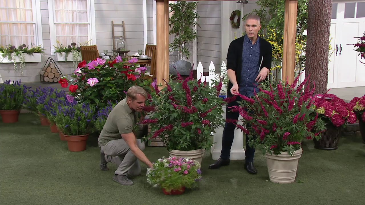 Cottage Farms Summer Sangria or Prince Charming Butterfly Bush on QVC ...