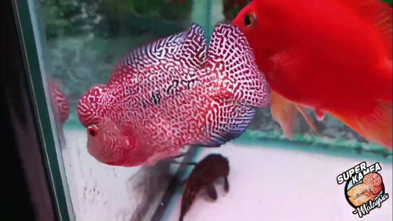 花罗汉魚My Flowerhorn Fish我的花罗汉魚 - YouTube
