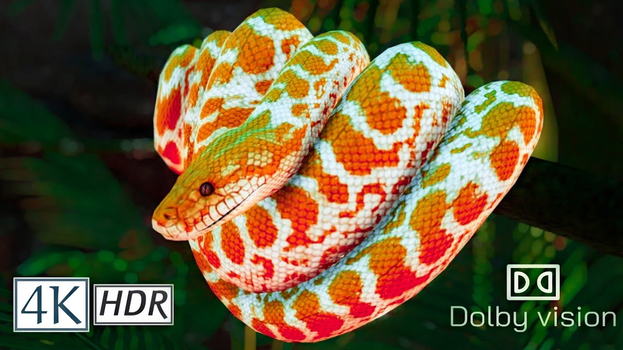 The Most Amazing Wild Animals in 4K Ultra HD - YouTube