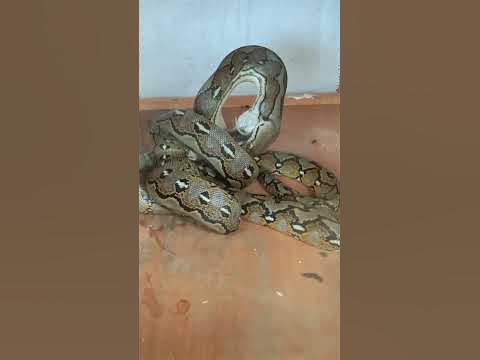 "python eating rat #shorts - YouTube