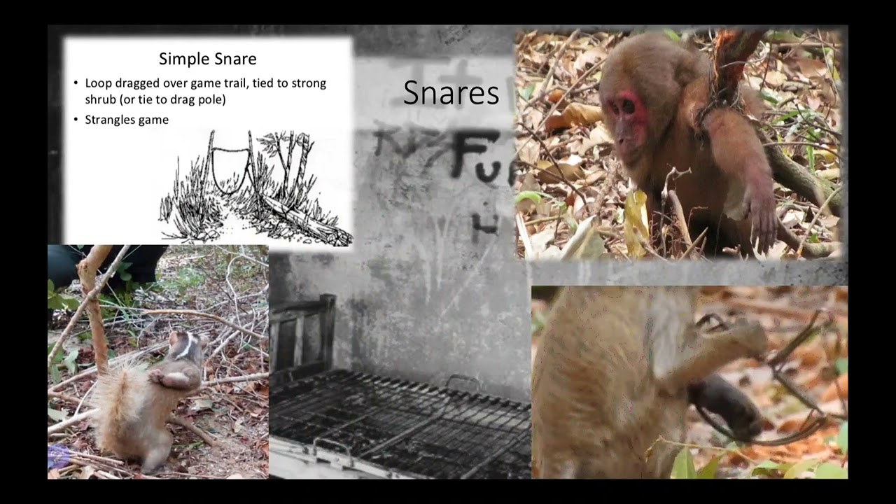 KEE: The Monkey Problem Part 2 - YouTube