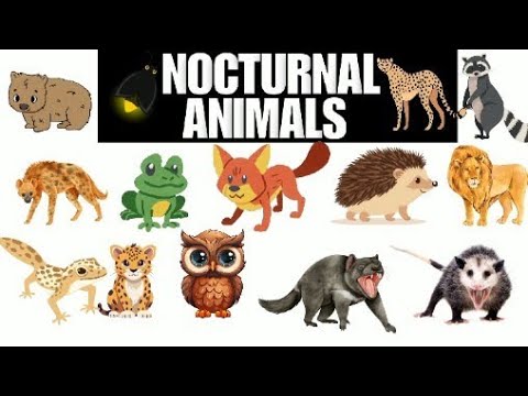 Animals wake up at night/Nocturnal animals - YouTube
