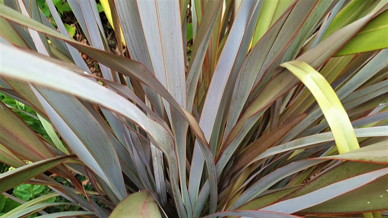 Phormium tenax Purpureum Group - YouTube