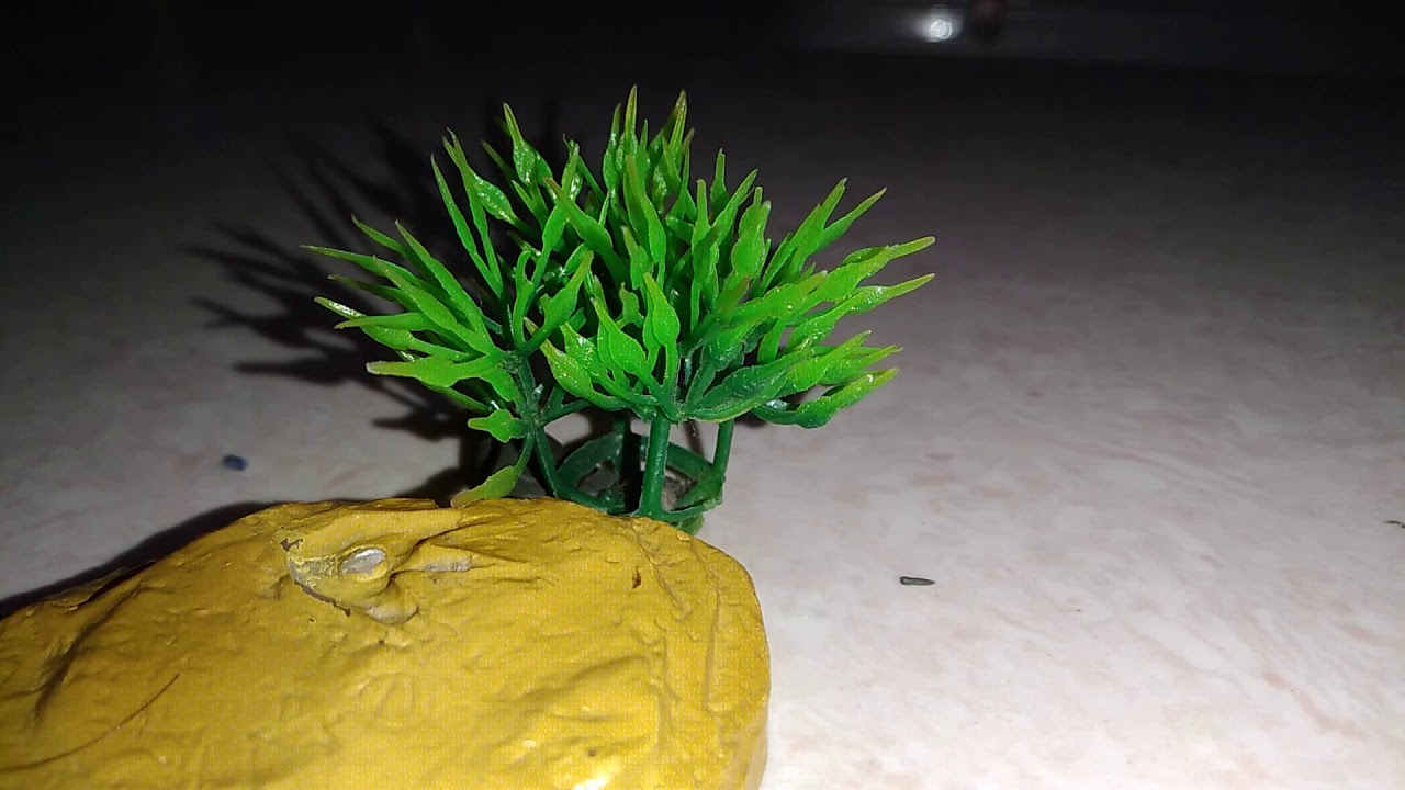 Ferret vs snake (food fight) - YouTube