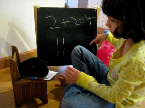 Guinea pig learns math - YouTube