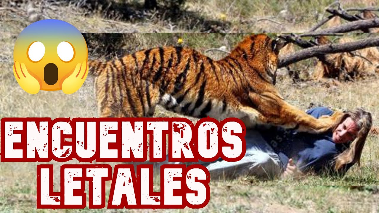 Top 5 Ataques De Animales Salvajes a Personas Que Terminaron Mal 😳 ...