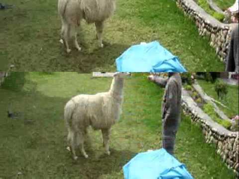 Spuckendes Lama * Spitting llama * Llama que escupe - YouTube