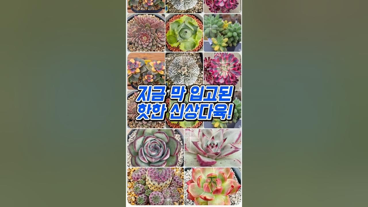 지금 막 입고된 핫한 신상다육 구경하기 예쁜다육 희귀다육 신상다육 인기다육 다육이 다육식물 다육 다육이들 반려식물 다육이저렴한곳 엑스플랜트 초보다육이