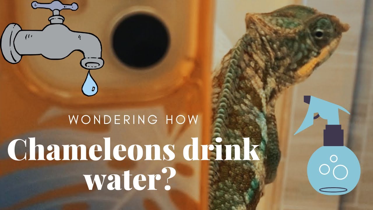 How chameleons drink water 💦 - YouTube