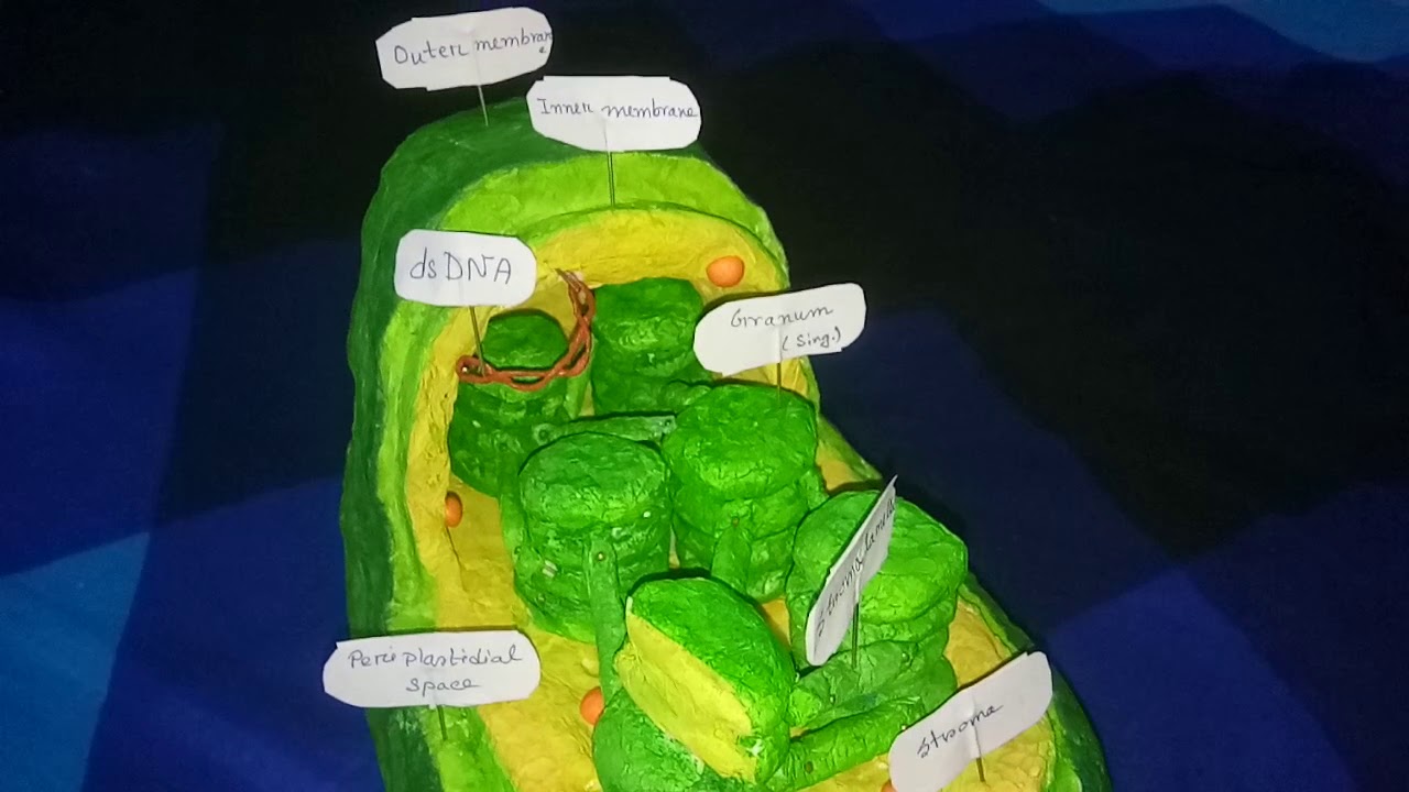 Chloroplast 3d model - YouTube