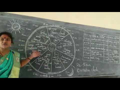 Internal Organs Clock - YouTube