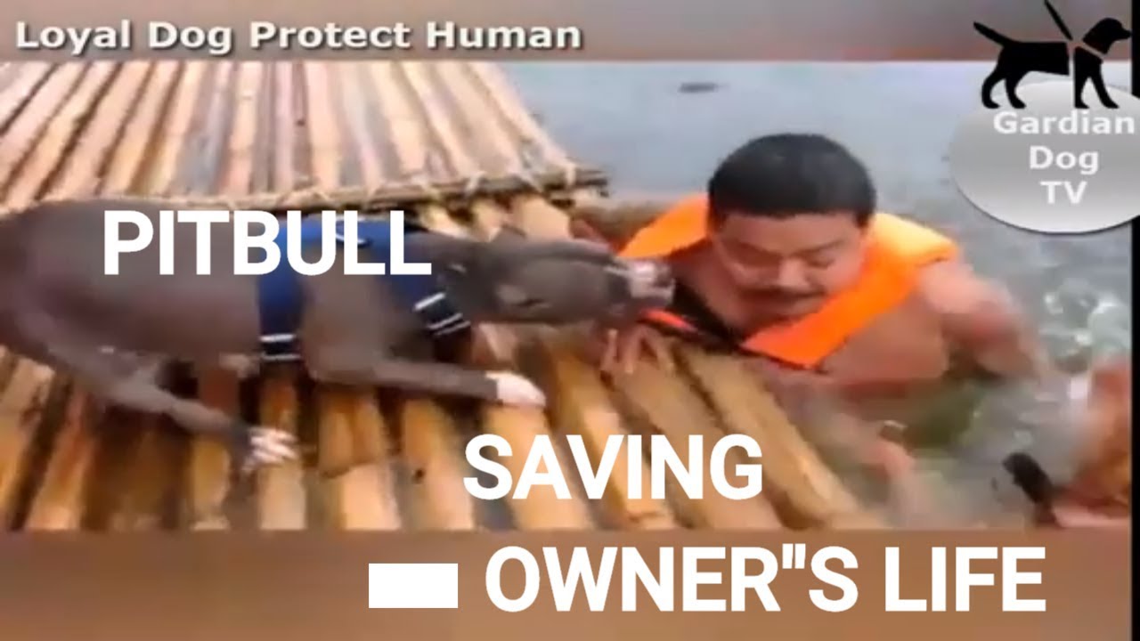 Dogs Protecting Their Owners & Loyal Dog saving people life 2019 ...