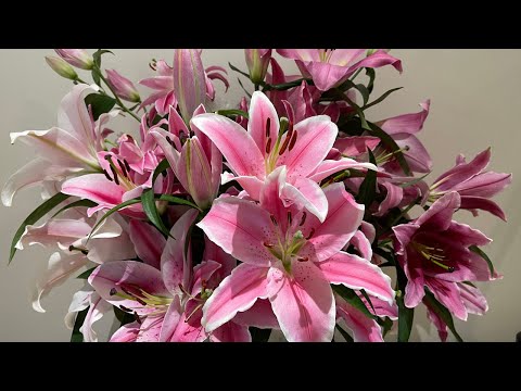 Top 10 Lilies || 10 Beautiful Oriental Lily Cut Flower Varieties
