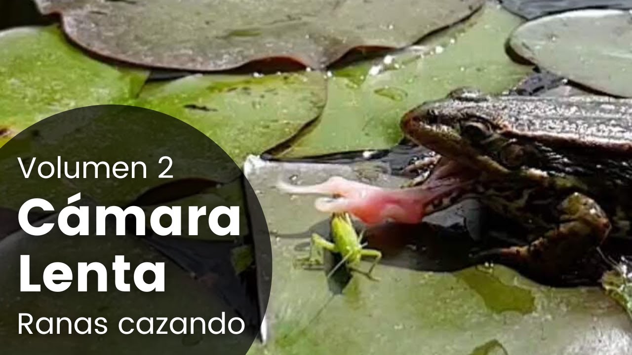 Rana Saltando y Comiendo Insectos a Cámara Lenta | Vol. 2 - YouTube