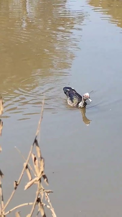 pato selvagem - YouTube