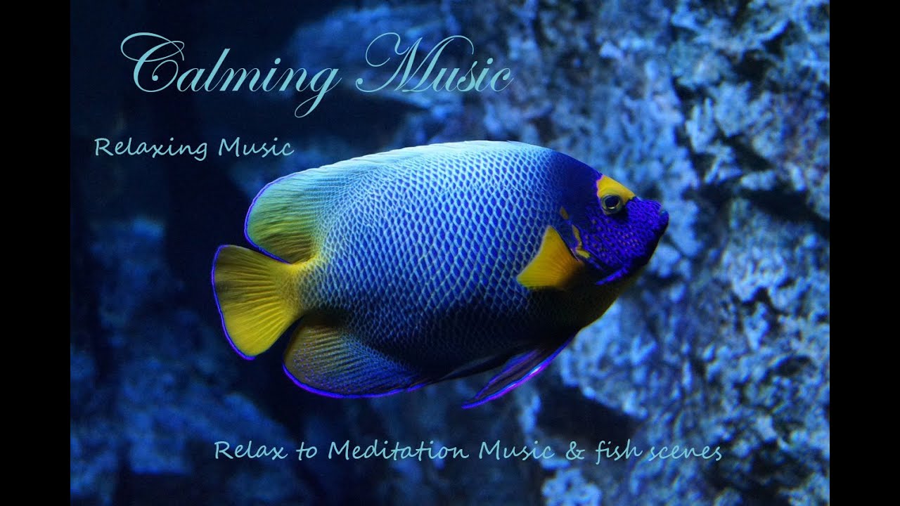 Relax to meditation music & fish scenes🐠🐟#meditation #fish #viral - YouTube