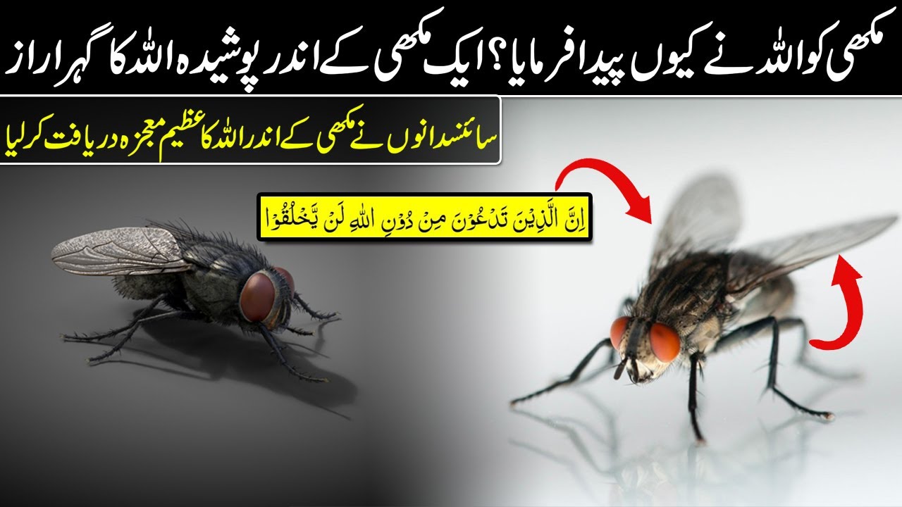 Why did Allah Create a Fly - Miracles of Quran - Subhanallah - YouTube
