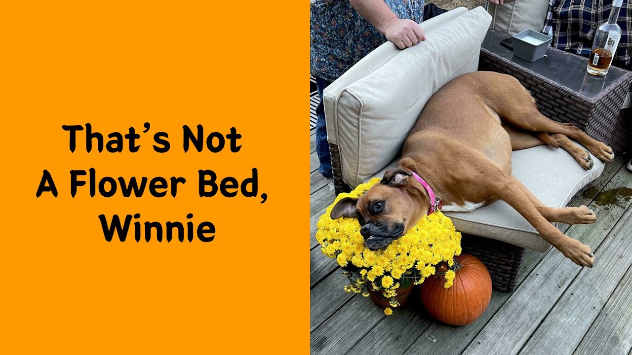 What’s Wrong With Your Dog? 50 Hilariously Derpy Dogs That’ll Make Your Day Better 🐶 - YouTube