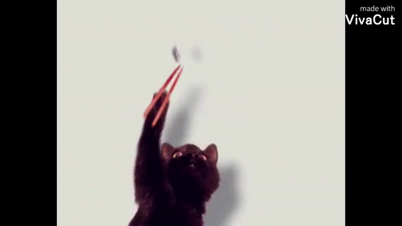 El gato volador de Pichu y Loki Tiktok - YouTube